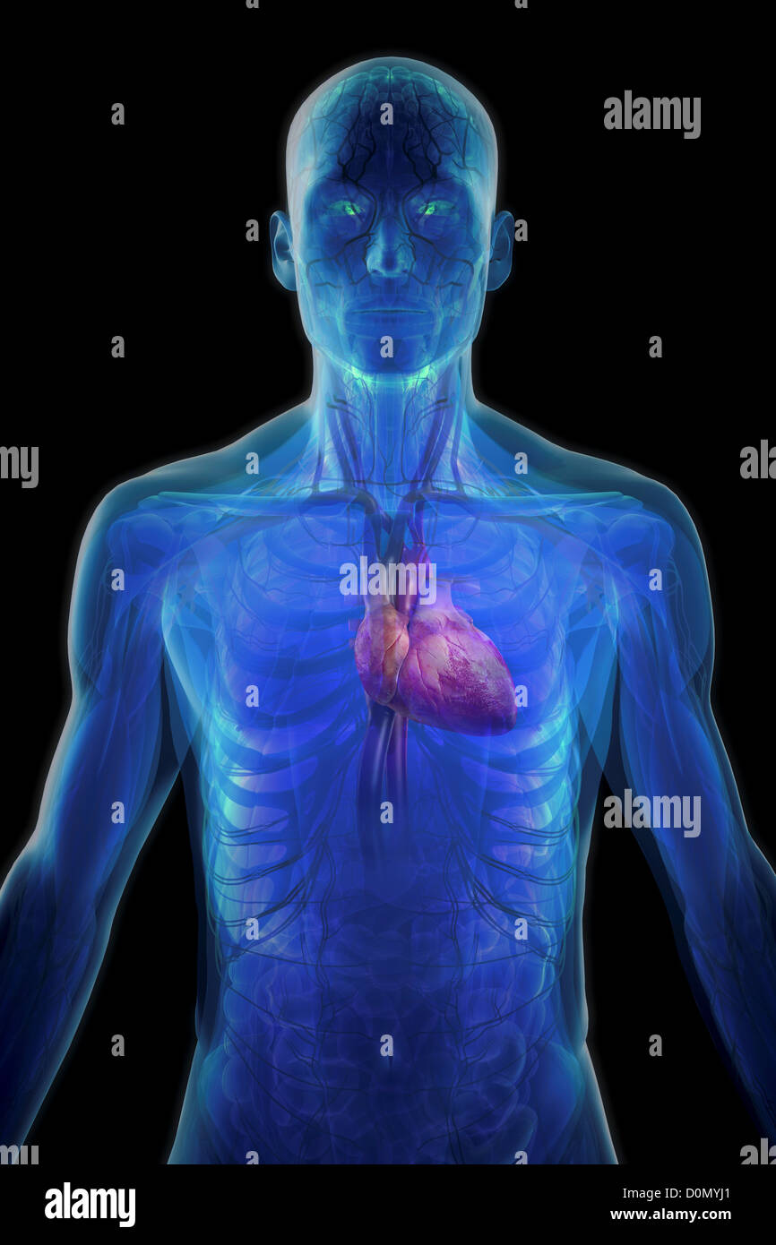 Anatomical model showing the human heart Stock Photo - Alamy