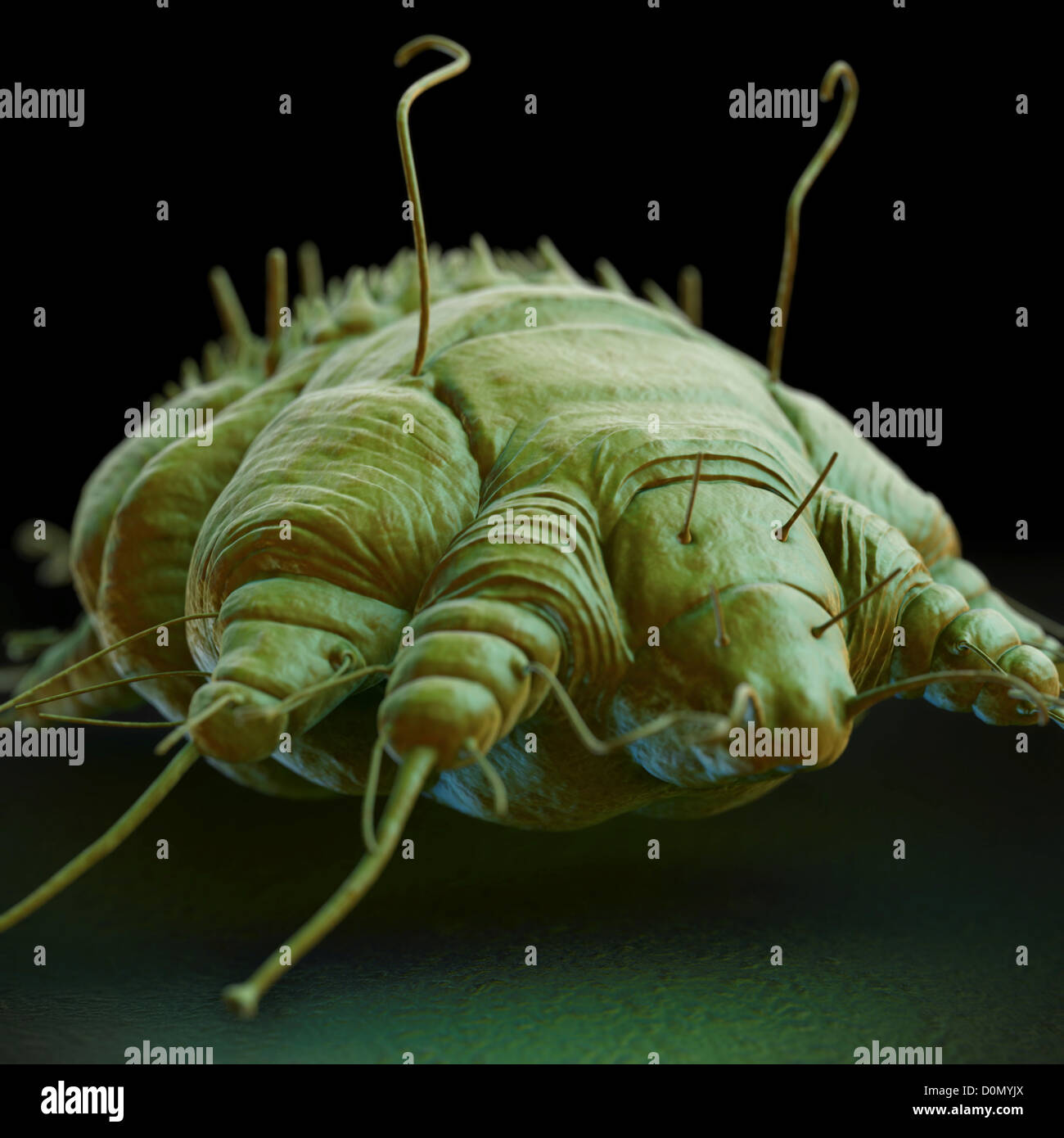 A close up view of the cause of scabies - the mite Sarcoptes scabiei ...