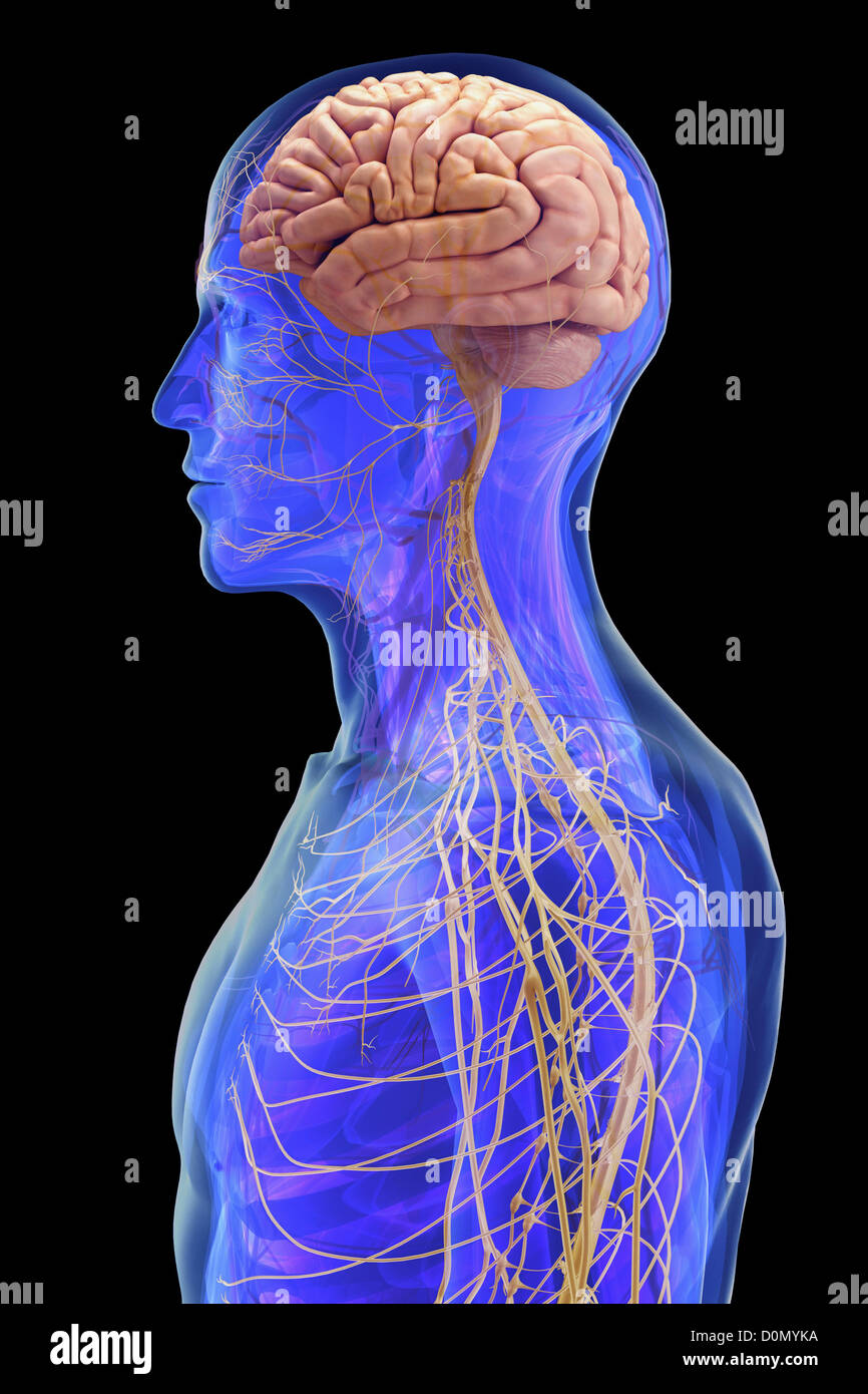 Anatomical model showing the connections between human brain and the ...