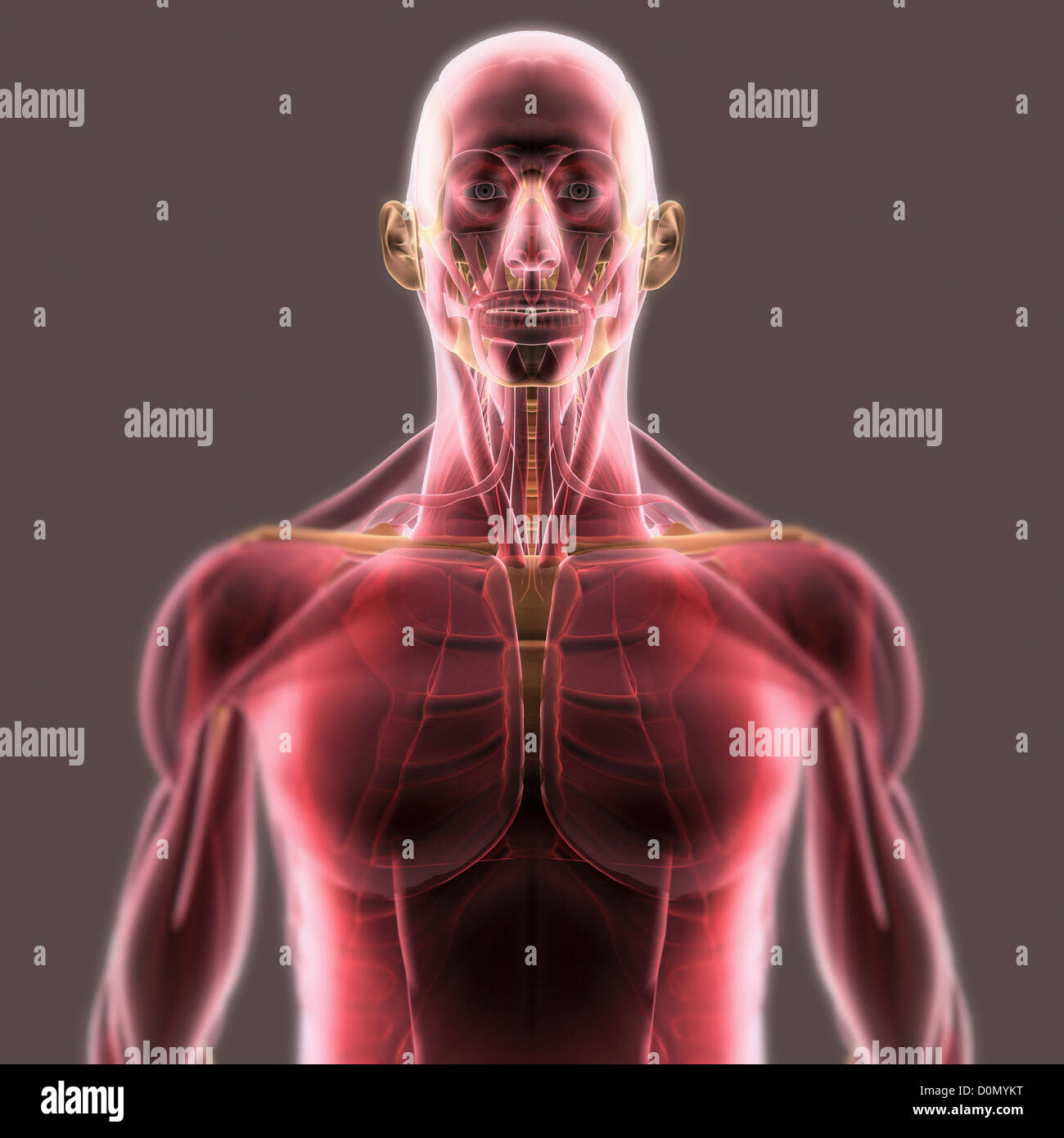 Anatomical model showing the upper parts of the human muscle system ...