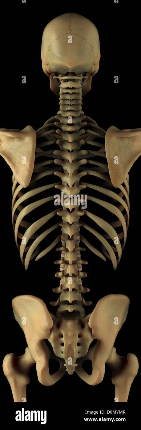 Axial Skeleton High Resolution Stock Photography and Images - Alamy