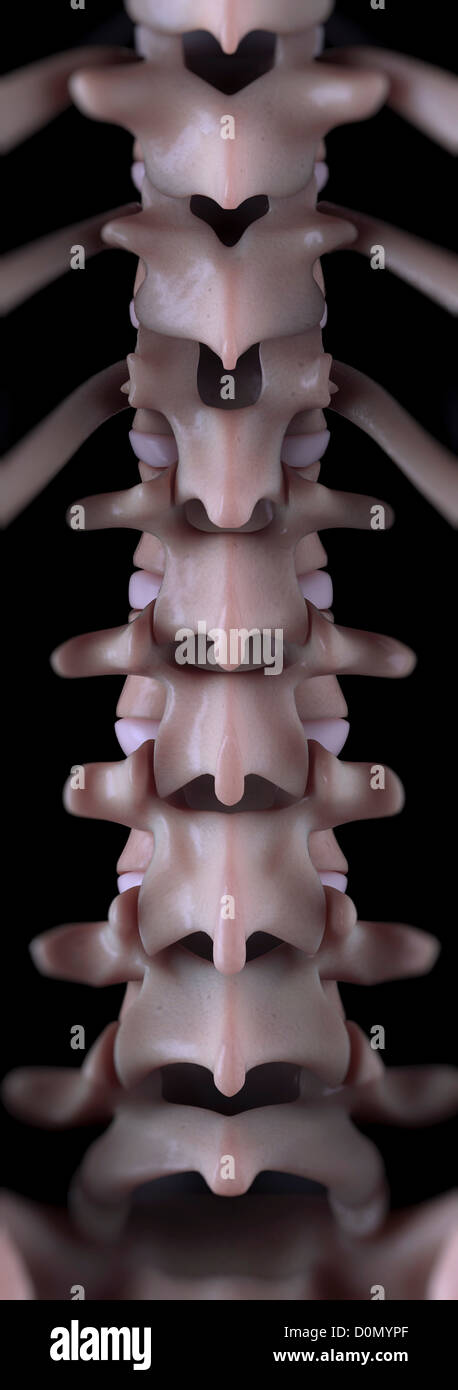 Anatomical model showing the lumbar vertebrae Stock Photo - Alamy