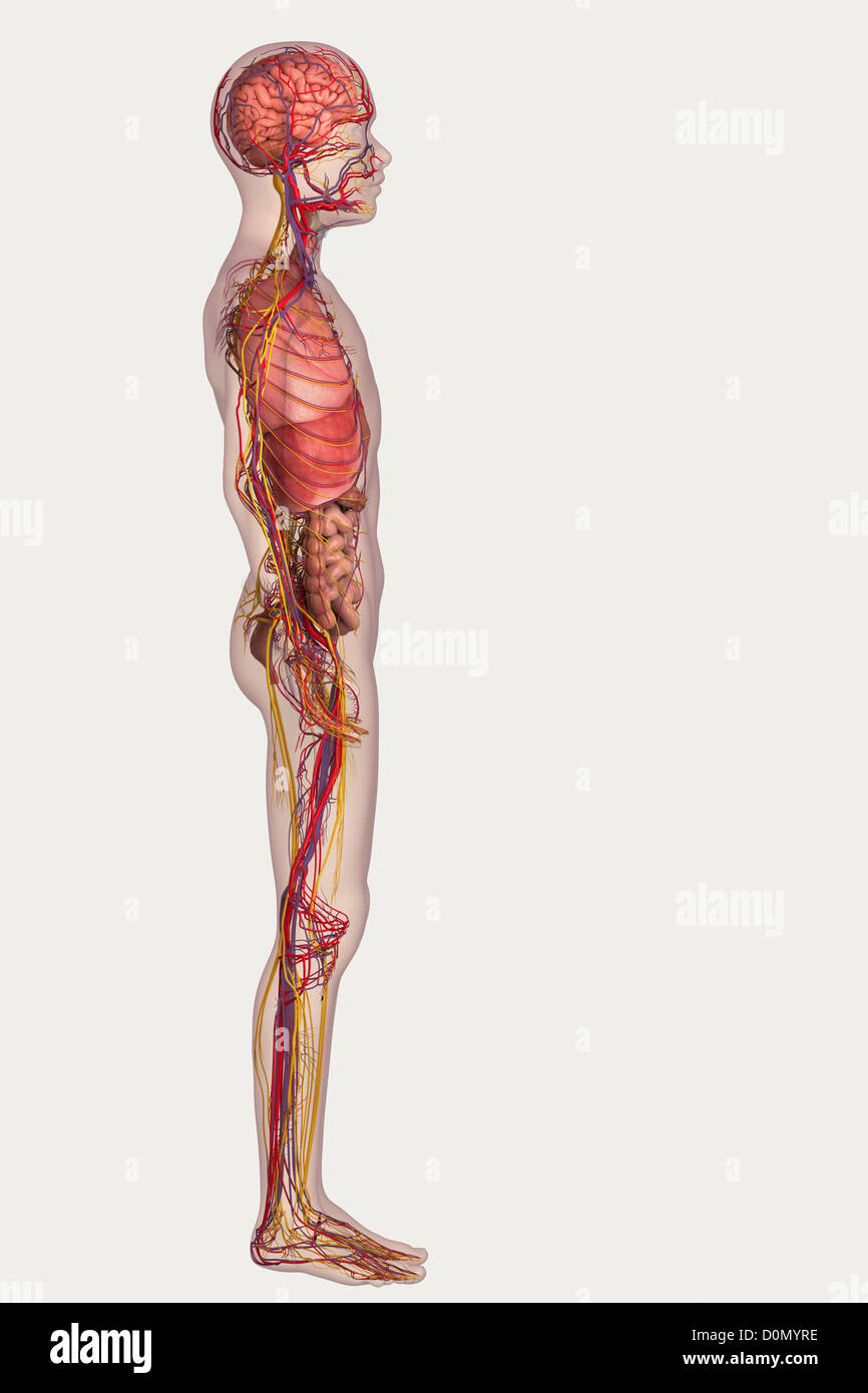 Digital illustration of a pre-adolescent male child showing the ...