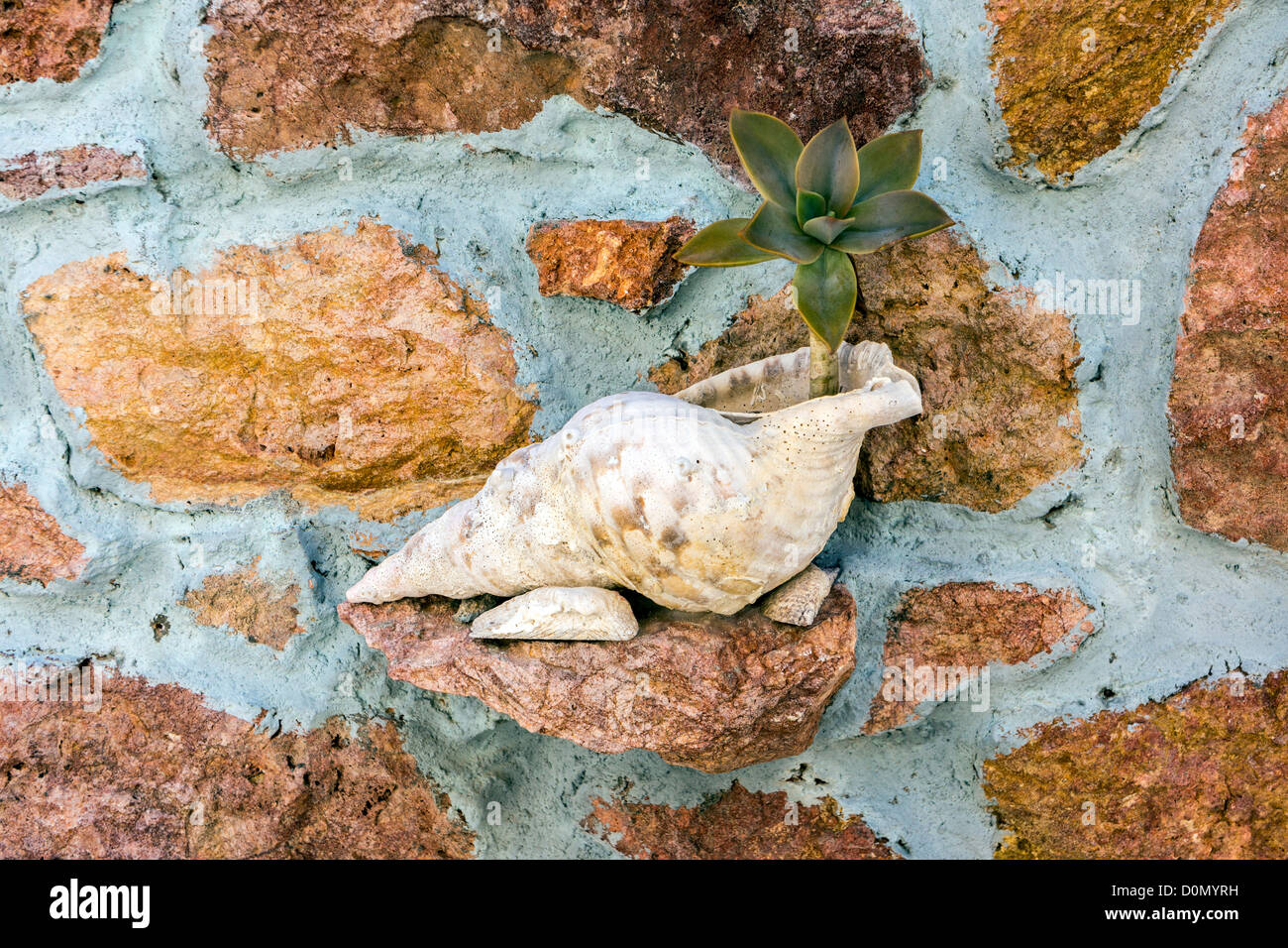 Large seashell conch used as plant pot against stone wall Stock Photo ...