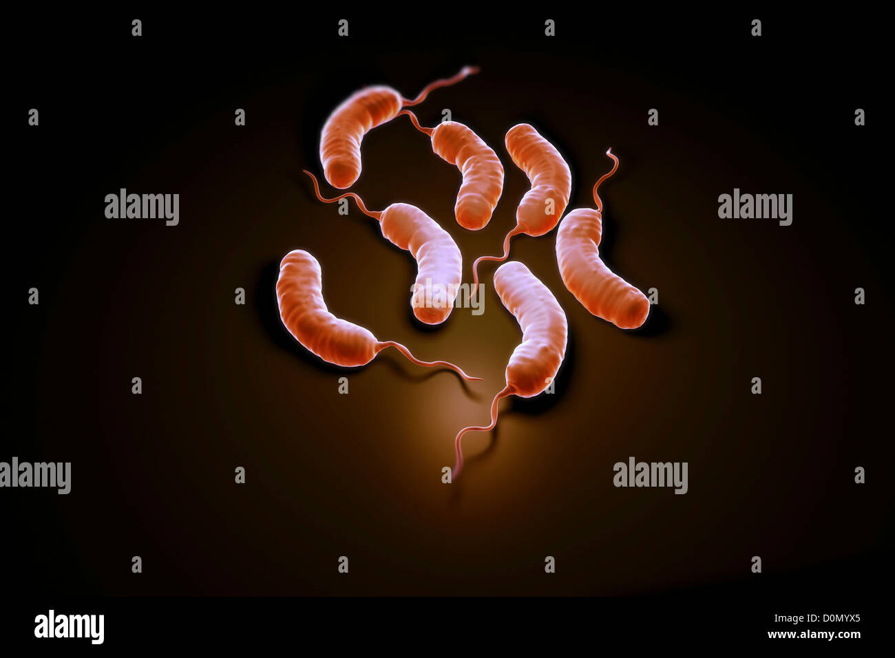 Group of vibrio cholerae bacteria which causes cholera Stock Photo - Alamy