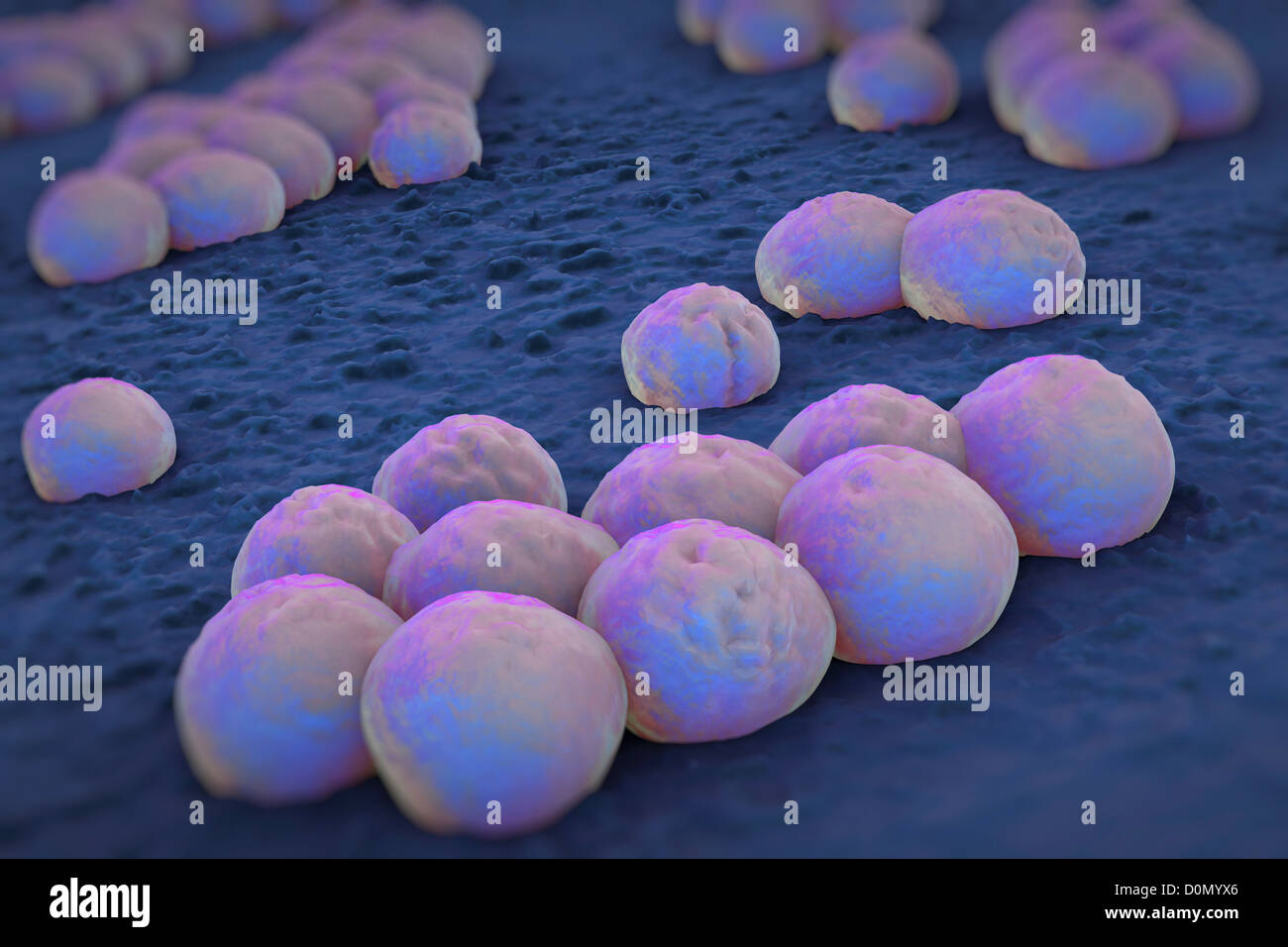 Clusters of 'superbug' (MRSA) bacteria Stock Photo - Alamy