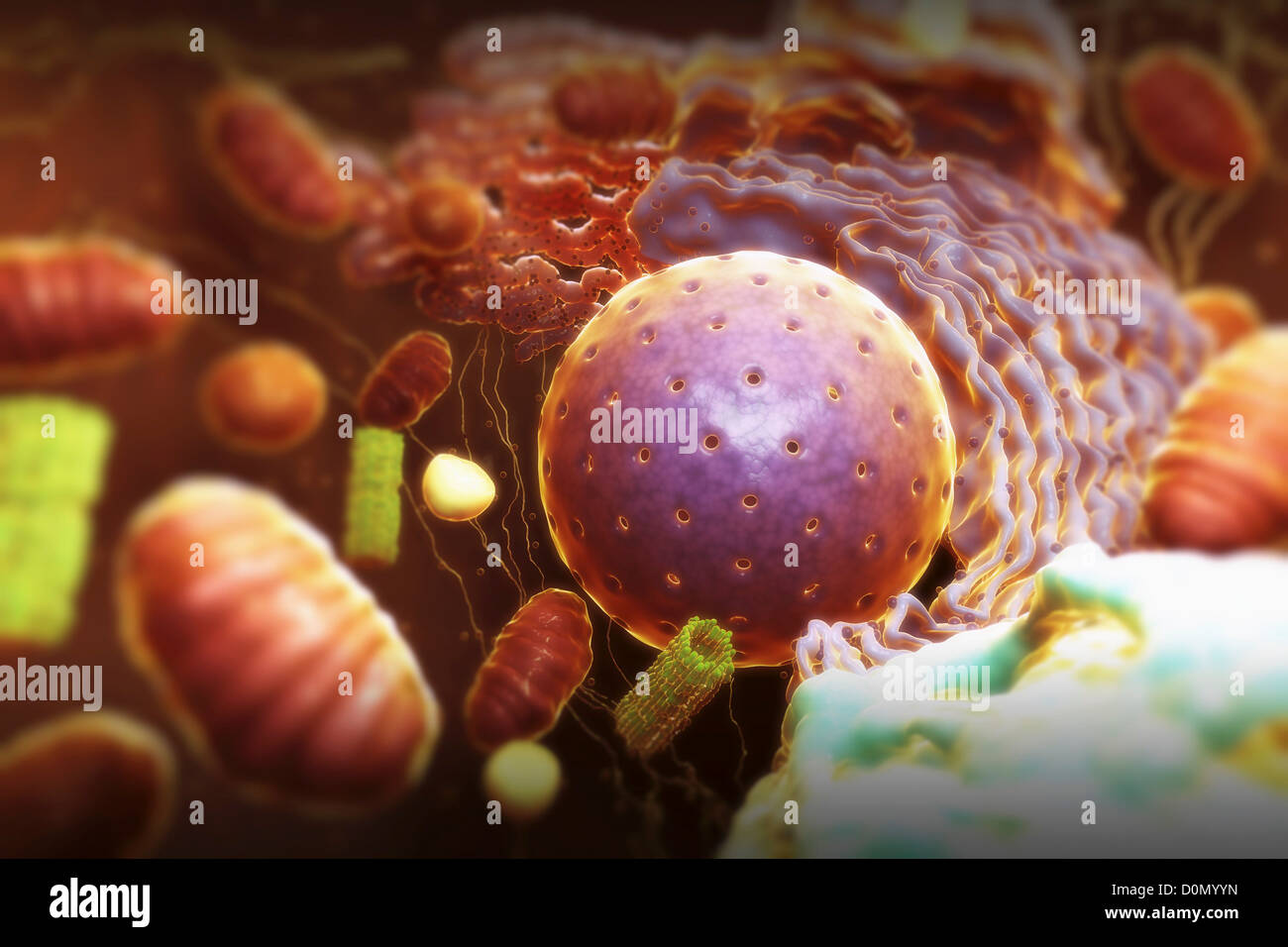 Diagram showing the internal operations of a human cell Stock Photo - Alamy