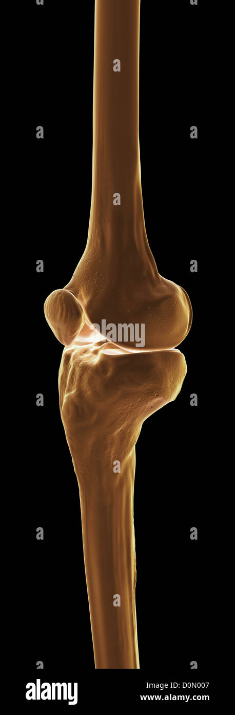 Medial femoral condyle hi-res stock photography and images - Alamy