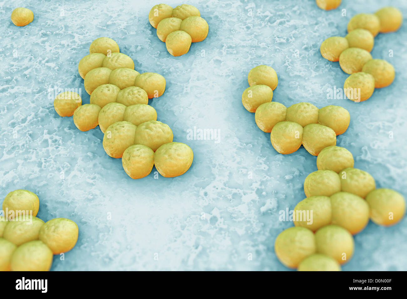 Clusters of 'superbug' (MRSA) bacteria Stock Photo - Alamy