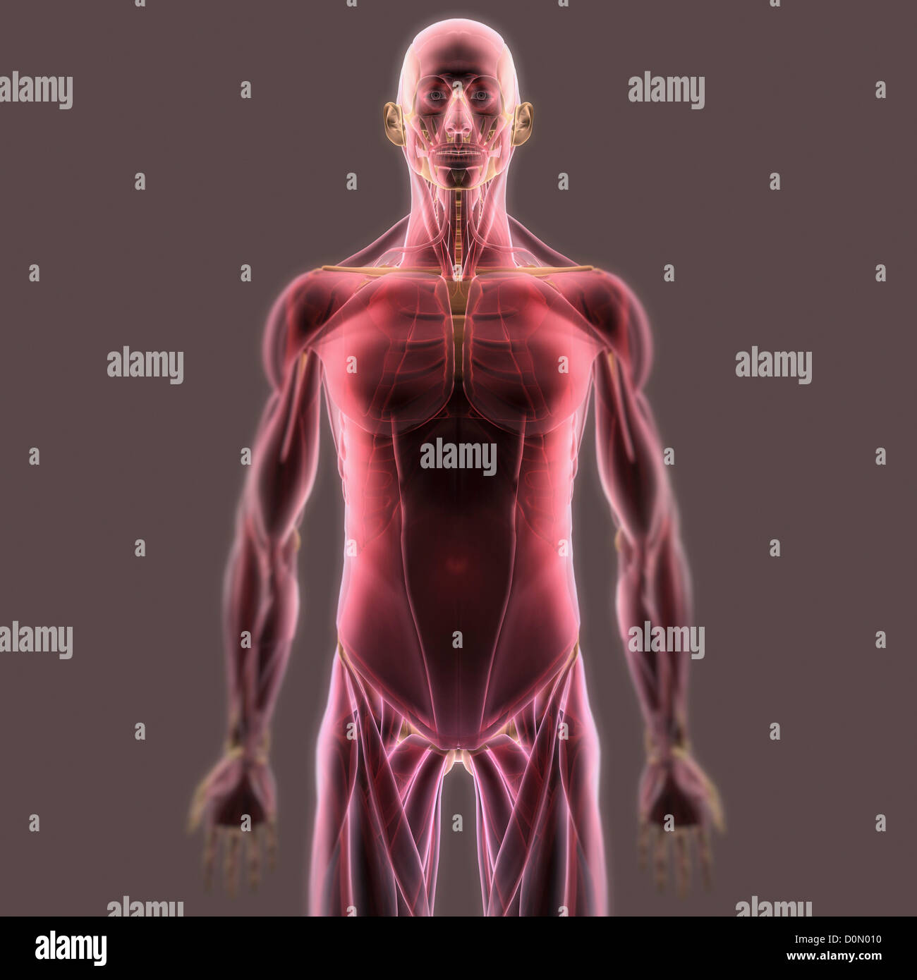 Anatomical model showing the human muscle system Stock Photo - Alamy