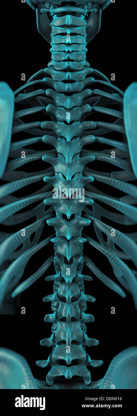 Wire frame anatomical model showing the vertebral column Stock Photo ...