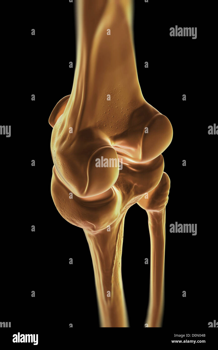 Medial femoral condyle hi-res stock photography and images - Alamy