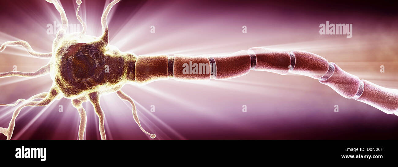 Multipolar neuron with multiple extensions Stock Photo - Alamy