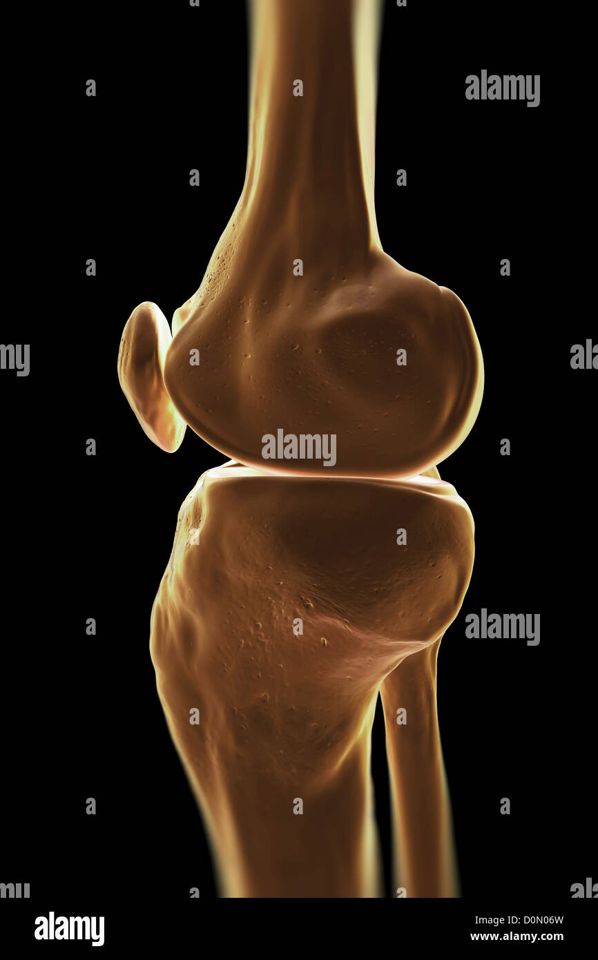 Model showing the human knee joint and its connecting bones Stock Photo ...