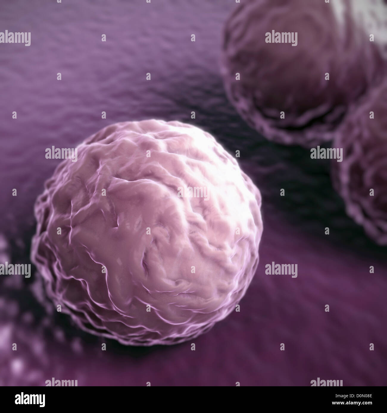 Chlamydia trachomatis hi-res stock photography and images - Alamy