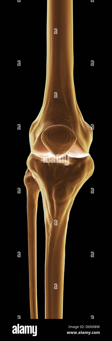 Medial femoral condyle hi-res stock photography and images - Alamy