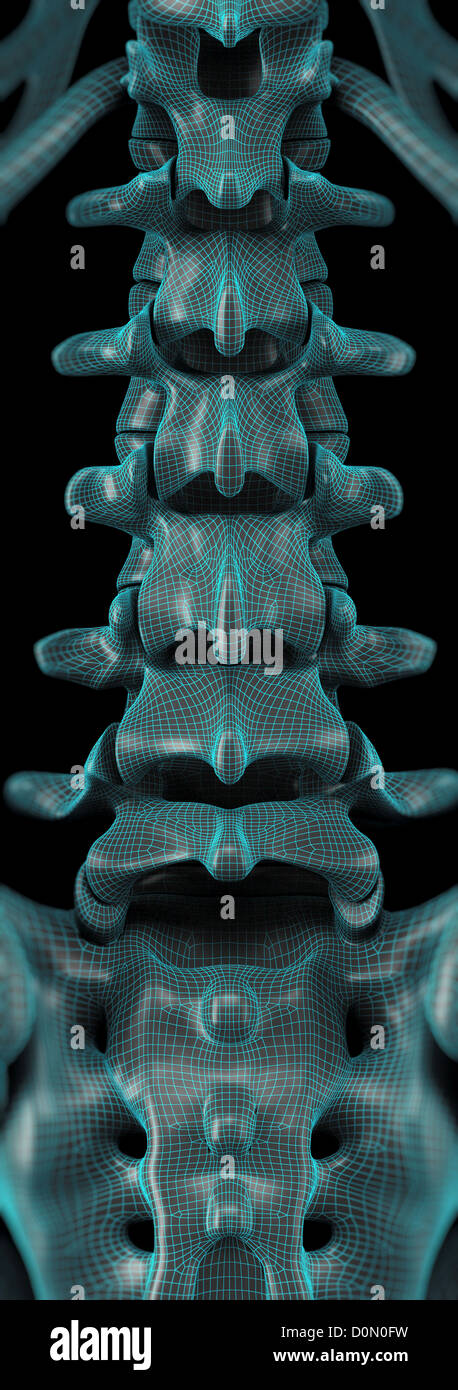 Wire frame anatomical model showing the lumbar vertebrae Stock Photo ...