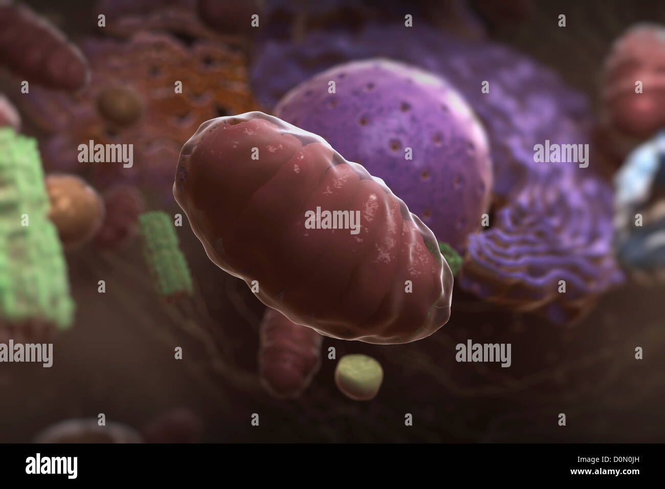 Mitochondrial Intermembrane Space
