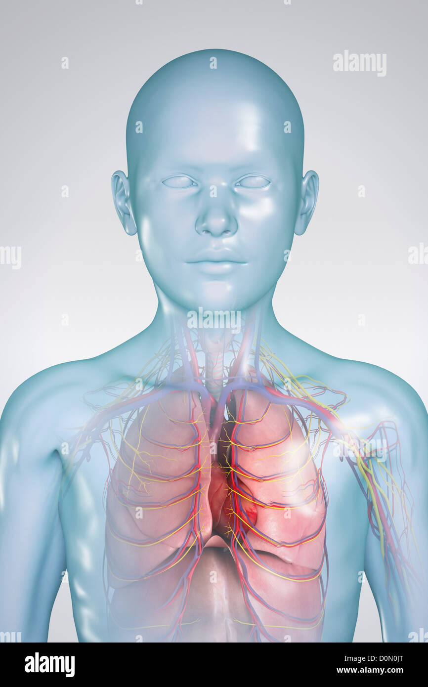 Digital illustration of a pre-adolescent male child showing the ...