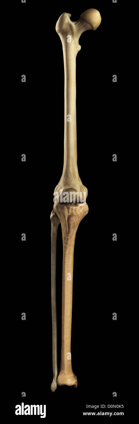 Bones and joint that form the skeletal structure of the human leg Stock ...