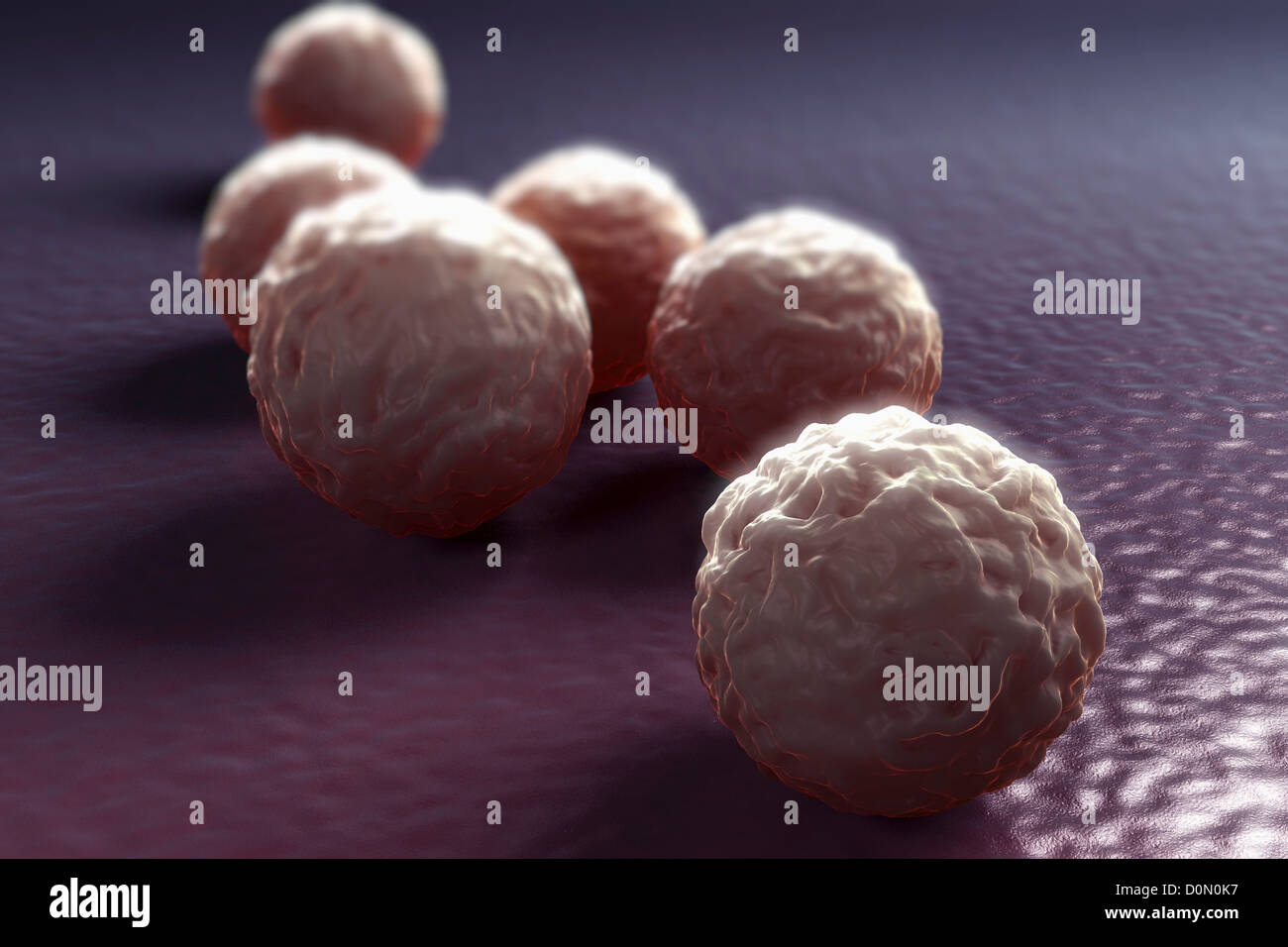 Chlamydia trachomatis hi-res stock photography and images - Alamy
