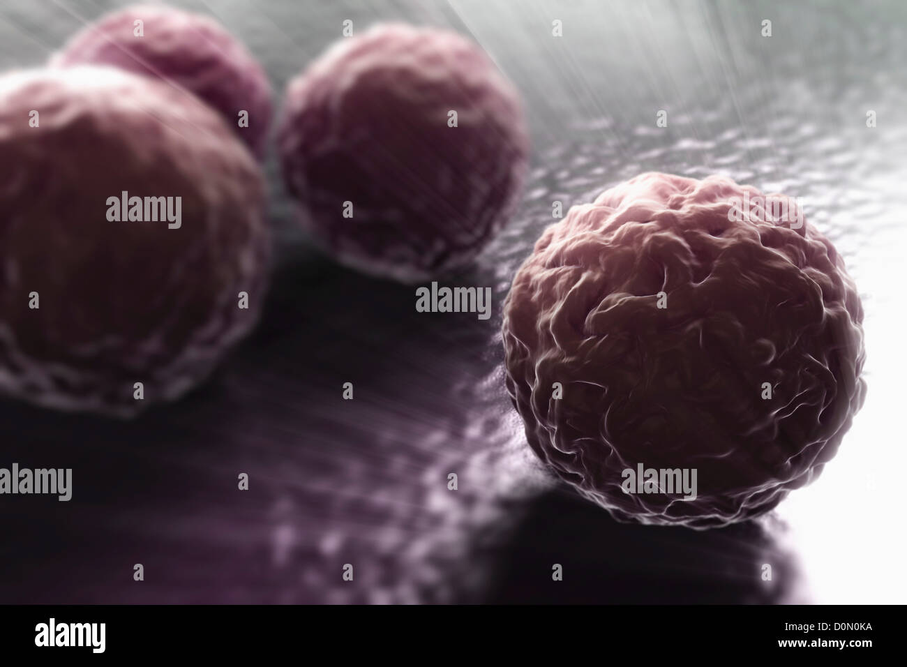 Trachomatis hi-res stock photography and images - Alamy