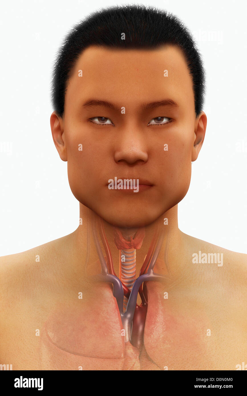 Anatomical model showing the trachea and upper thoracic anatomy Stock ...