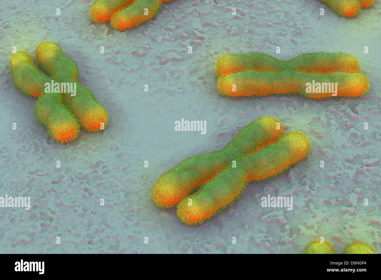 A collection of human chromosomes Stock Photo - Alamy
