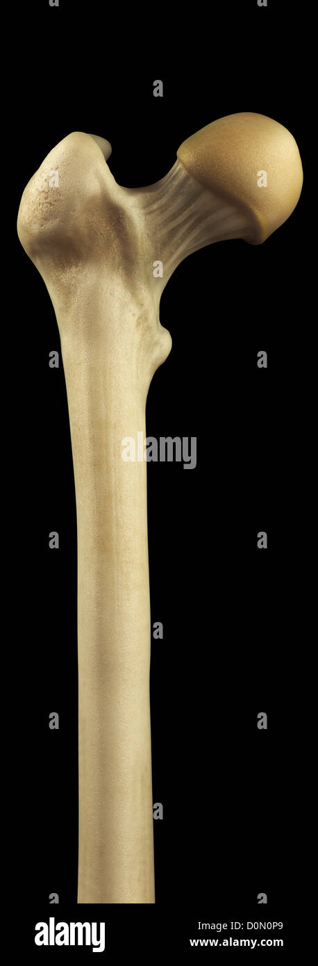 Model showing the upper part of the femur bone Stock Photo - Alamy