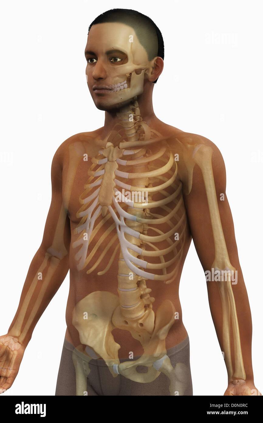 A view of a male figure of African ethnicity showing the anatomy of the ...