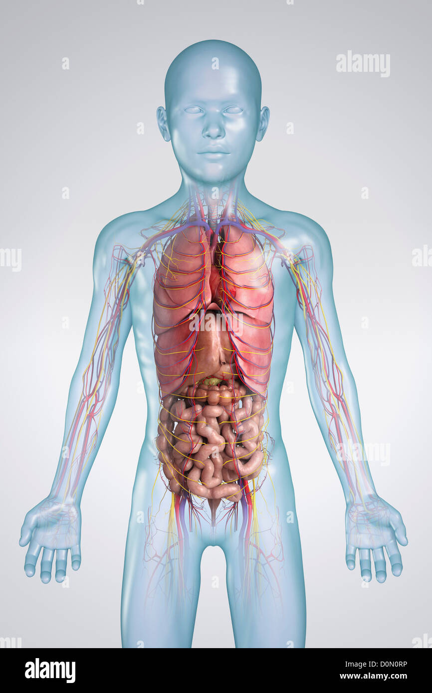 Digital illustration of a pre-adolescent male child showing the ...