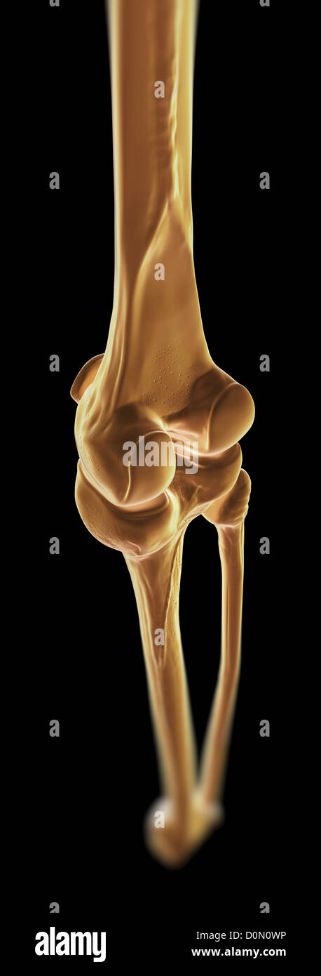 Medial femoral condyle hi-res stock photography and images - Alamy