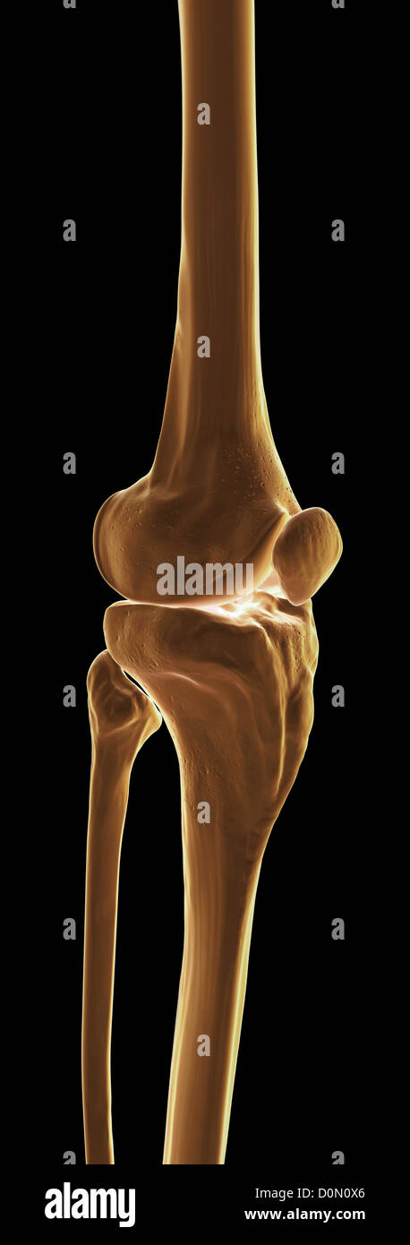 Model showing the human knee joint and its connecting bones Stock Photo ...