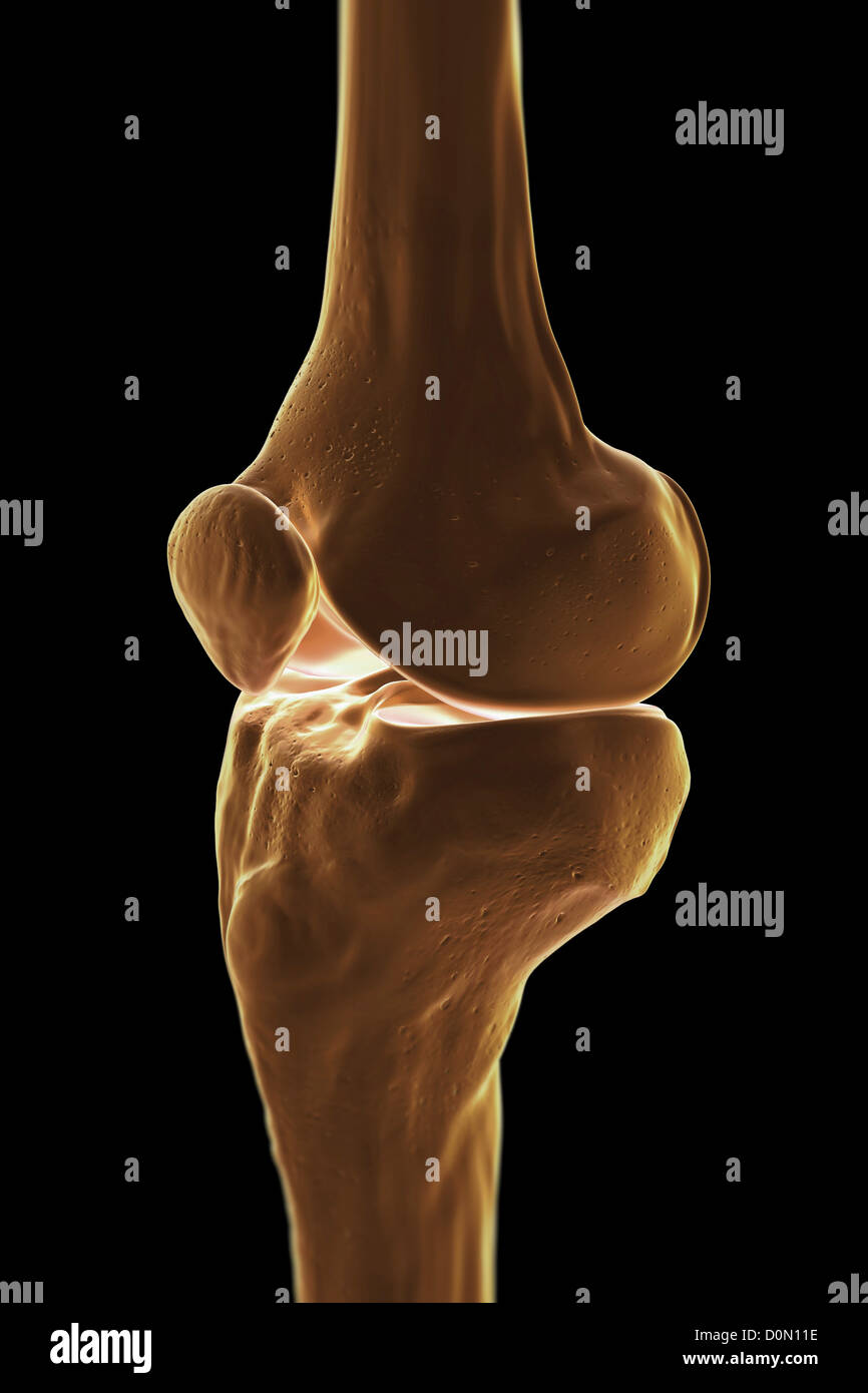 Medial femoral condyle hi-res stock photography and images - Alamy