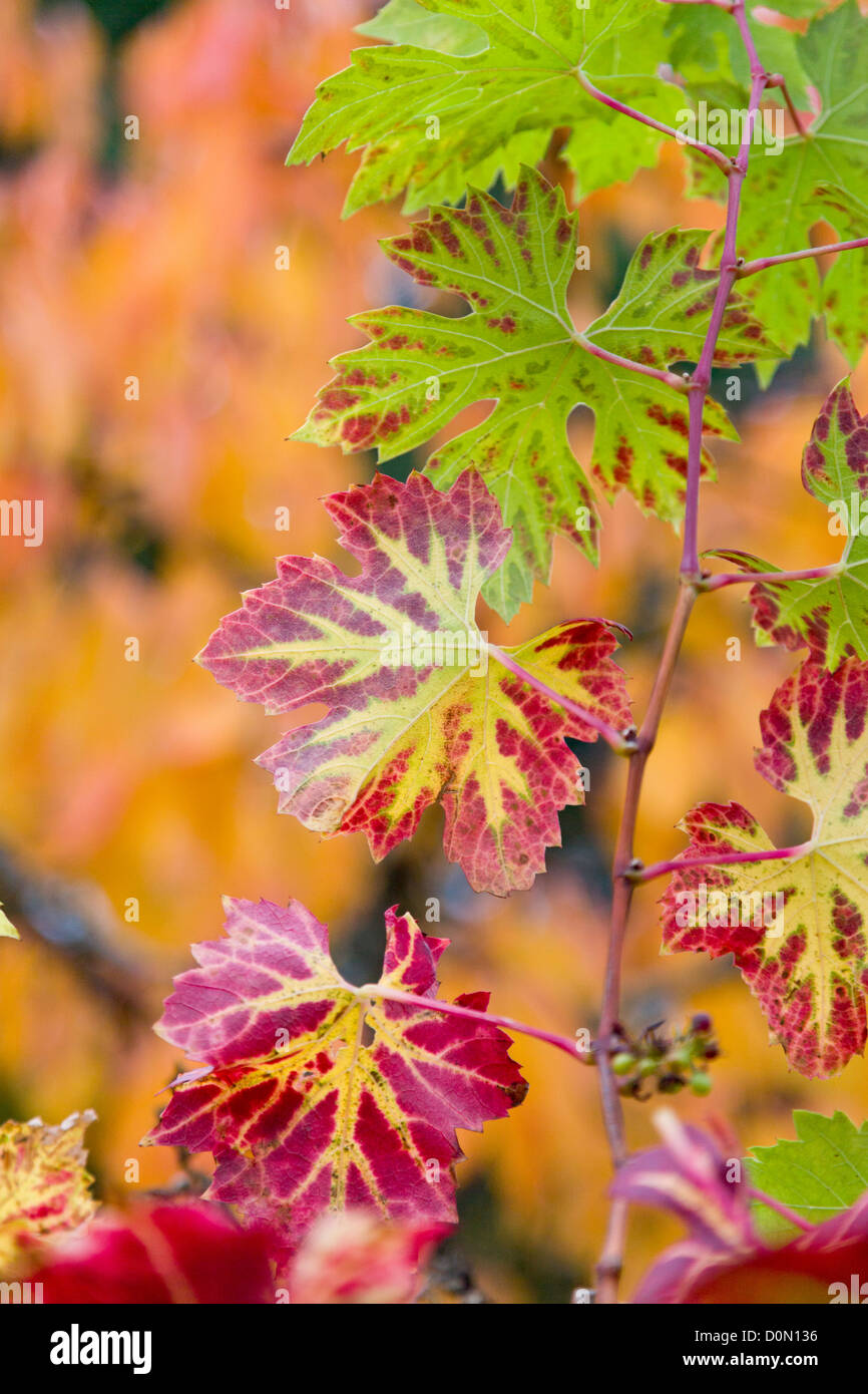 Vine leaves in Autumn colours Stock Photo - Alamy