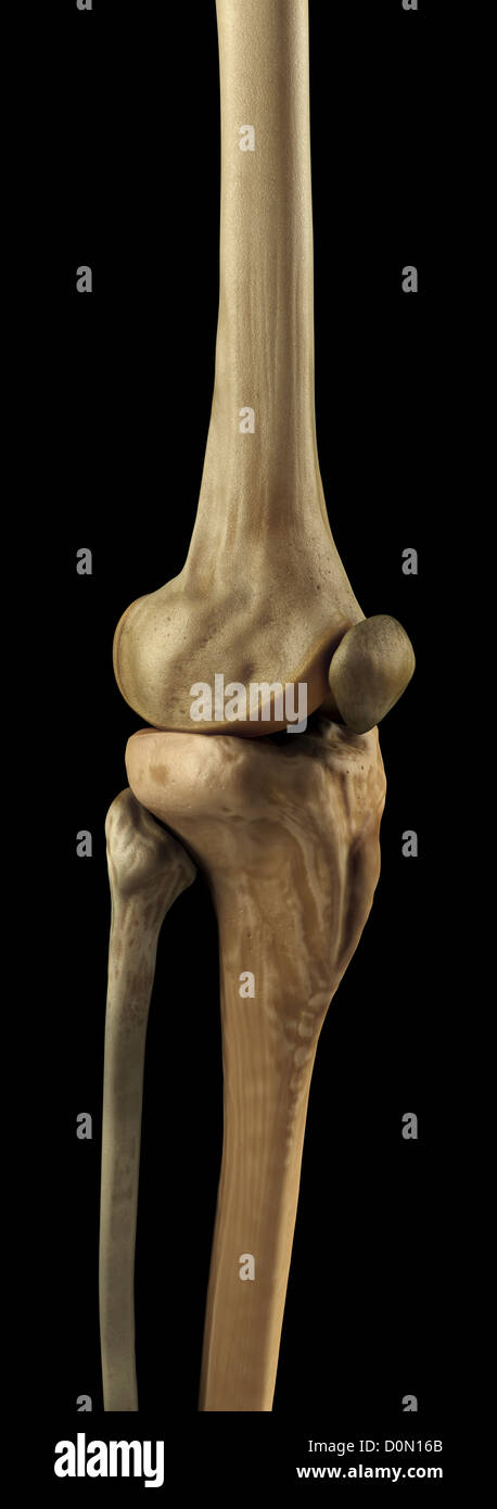Tibiofibular articulation hi-res stock photography and images - Alamy