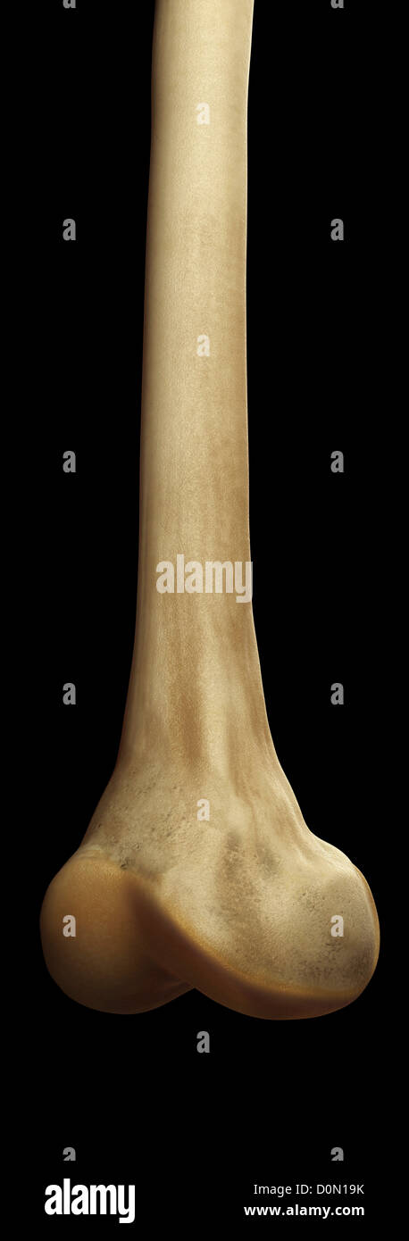 Model showing the lower part of the femur bone Stock Photo - Alamy