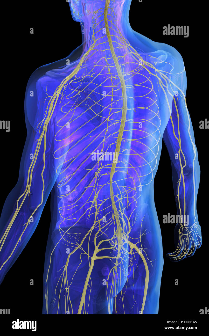 Anatomical model showing the human nervous system Stock Photo - Alamy