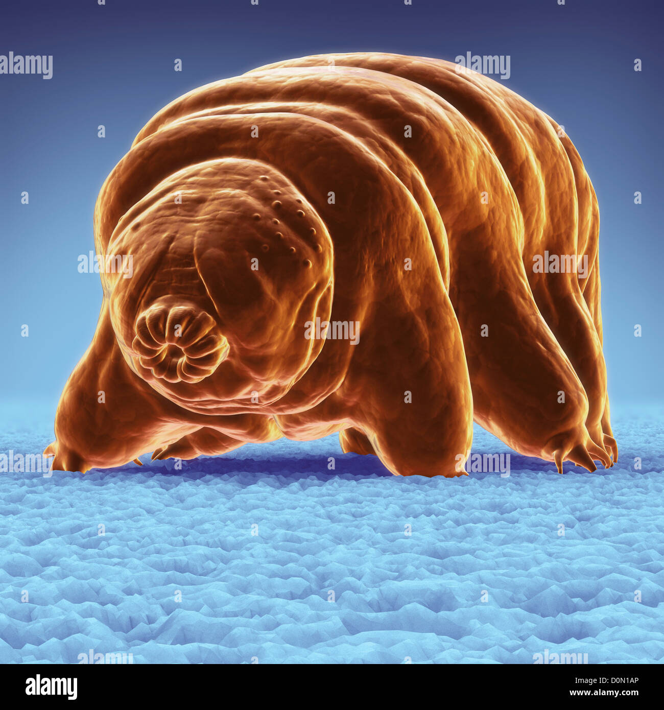 Diagram of a Water Bear (Tardigardes) which is a polyextremophile Stock ...