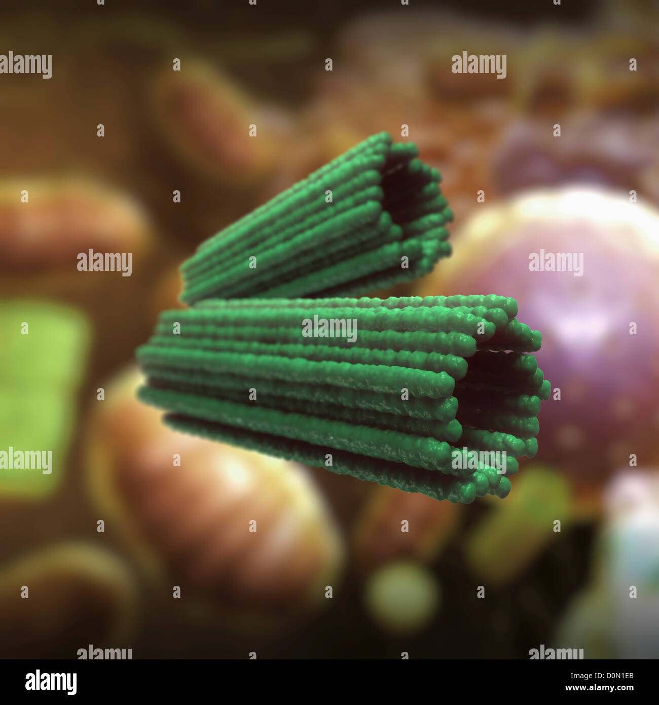 Centrioles Diagram