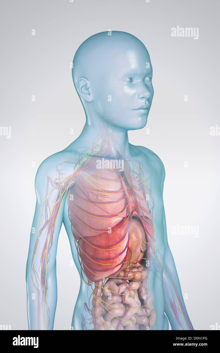 Digital illustration of a pre-adolescent male child showing the ...