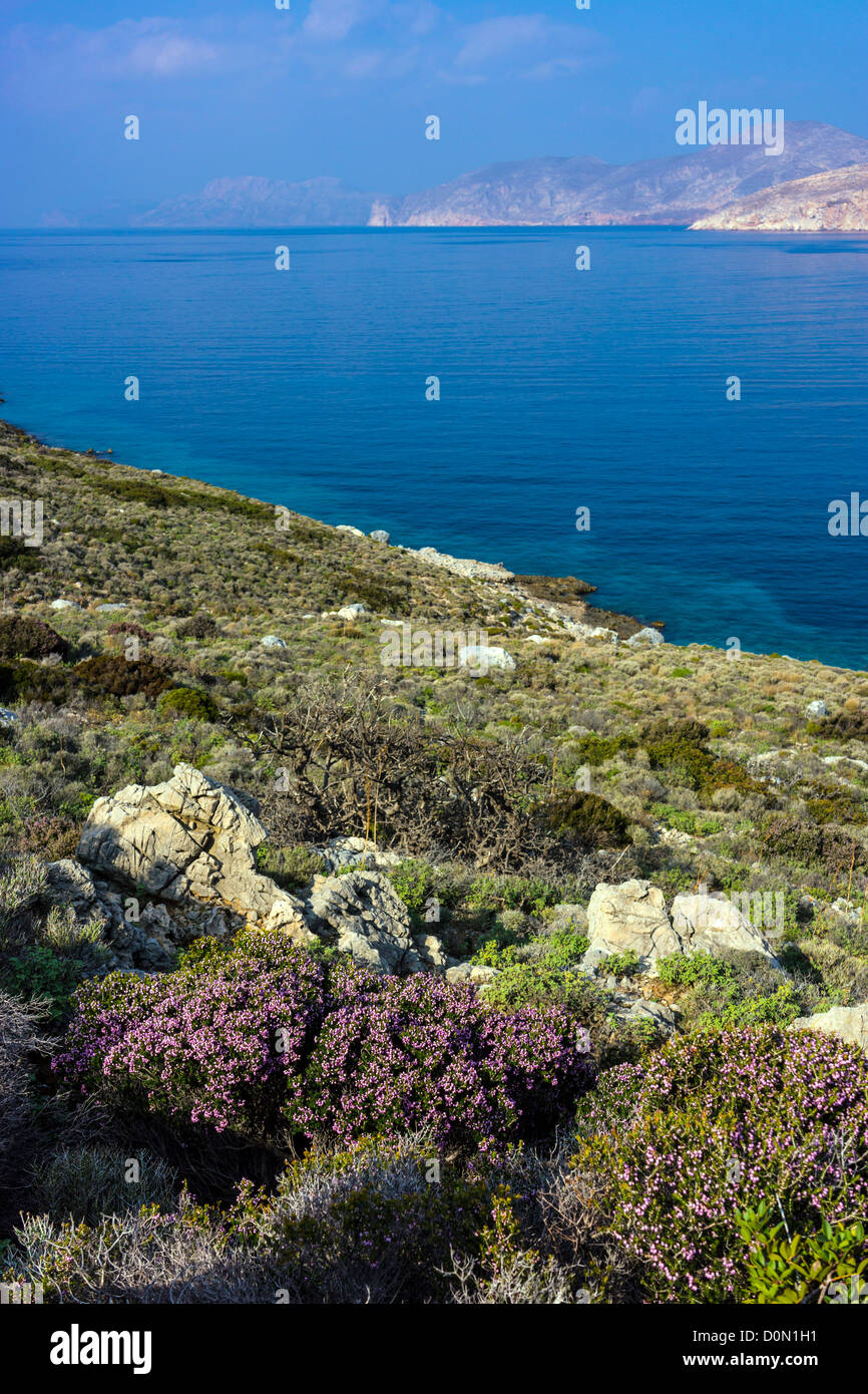 Purple heather bush hi-res stock photography and images - Alamy