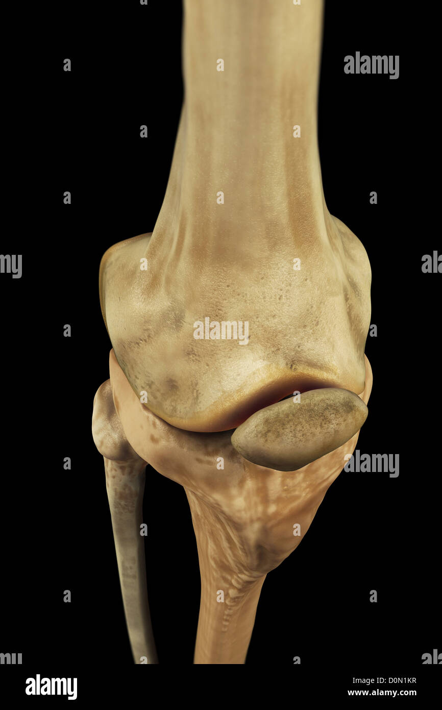 Medial femoral condyle hi-res stock photography and images - Alamy