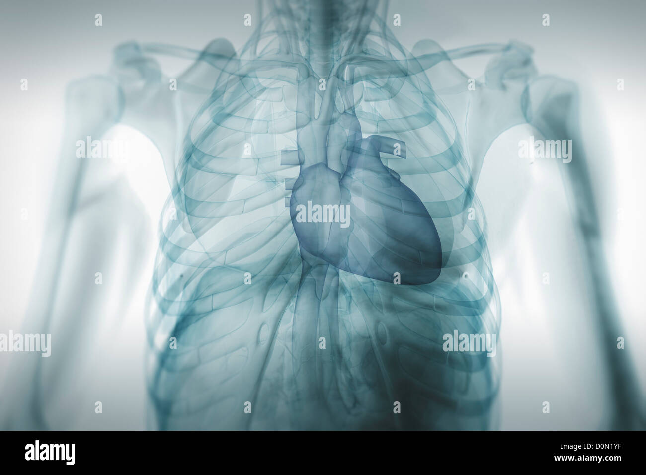 Front view of the thorax with the heart anatomy highlighted Stock Photo ...