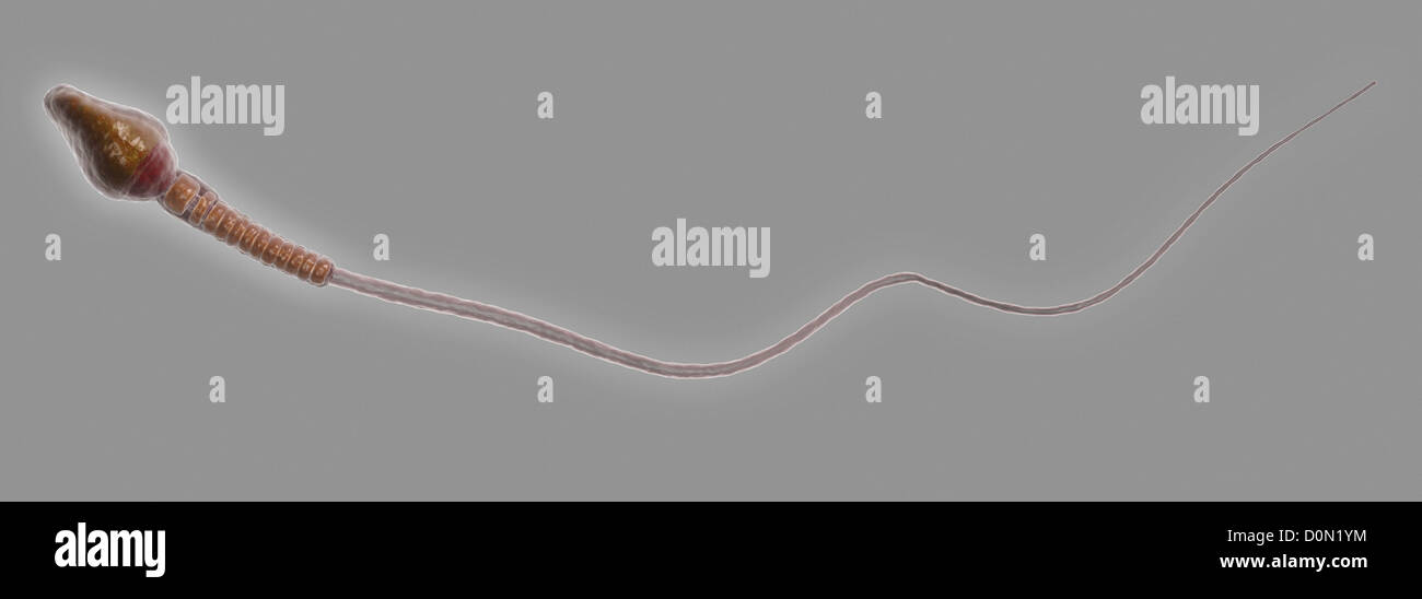 A single male sperm cell Stock Photo - Alamy