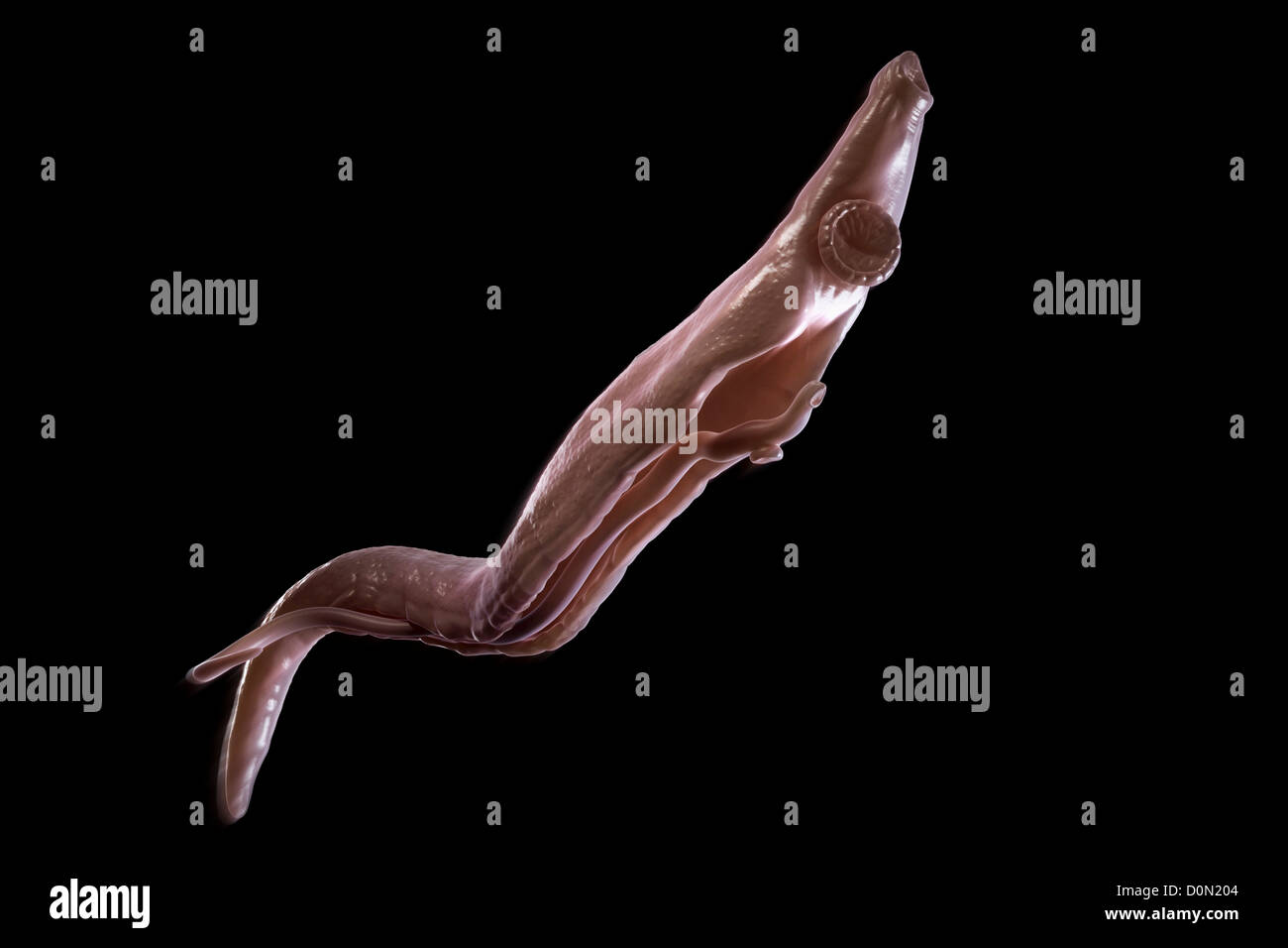 Schistosomiasis also known as snail fever is parasitic disease caused ...