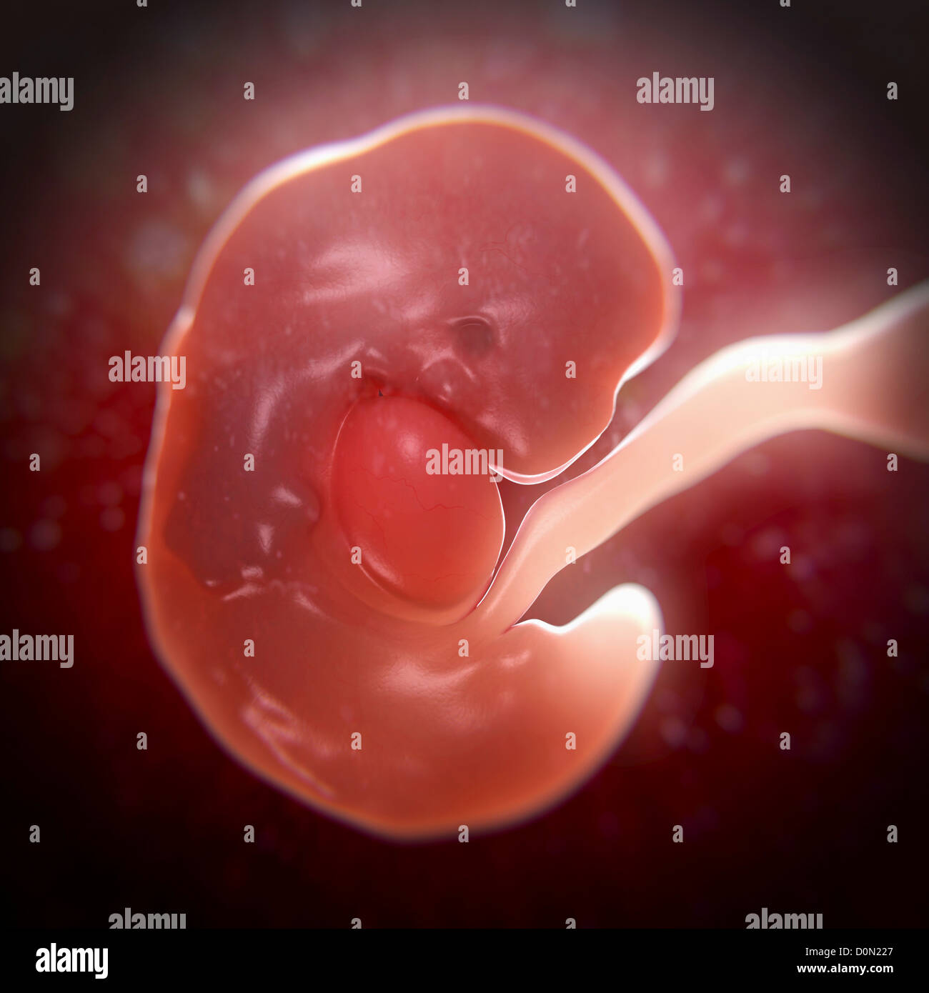 Womb full hi-res stock photography and images - Alamy