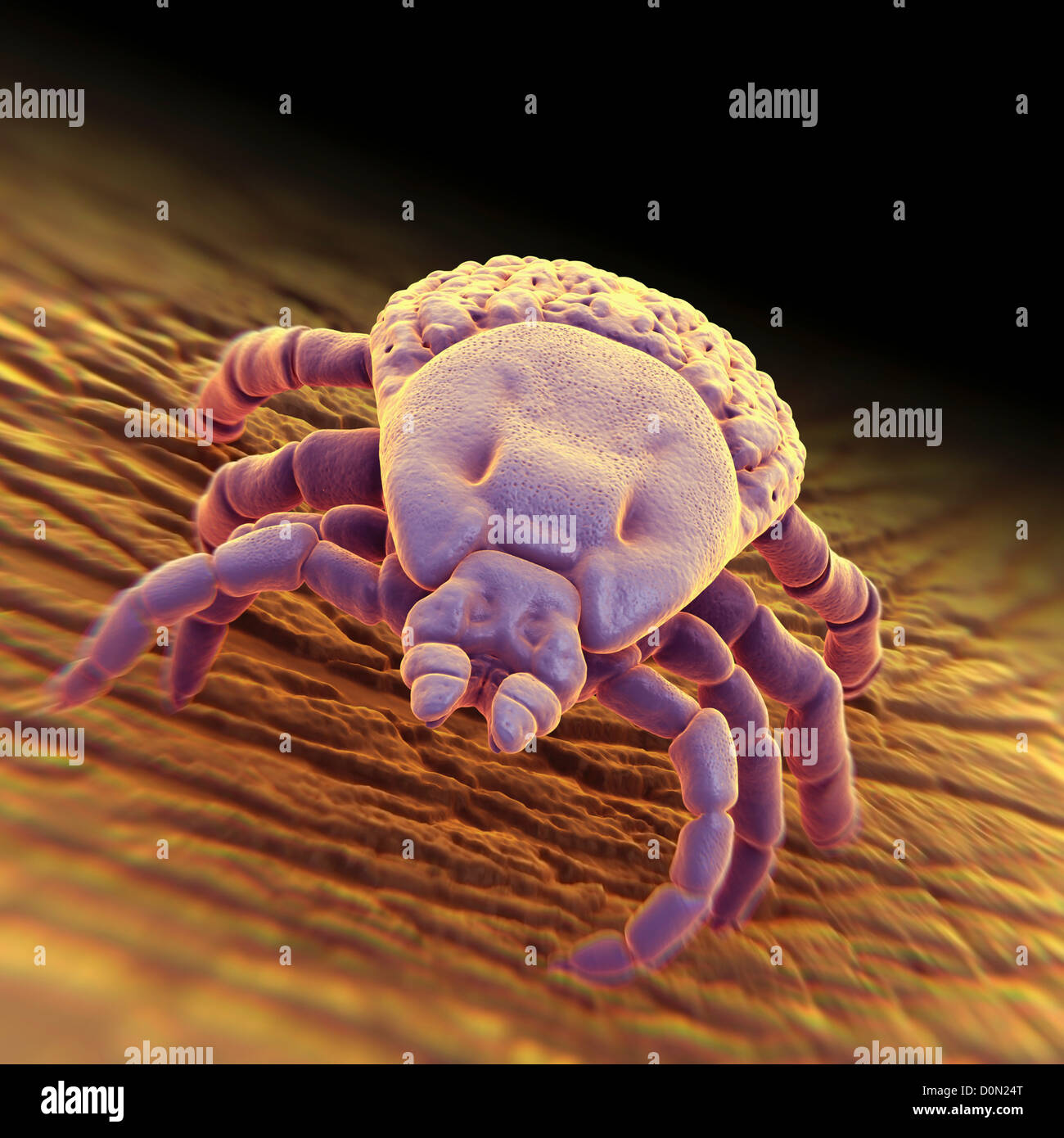 A close up view of a tick (Ixodes), an ectoparasite that lives on the ...