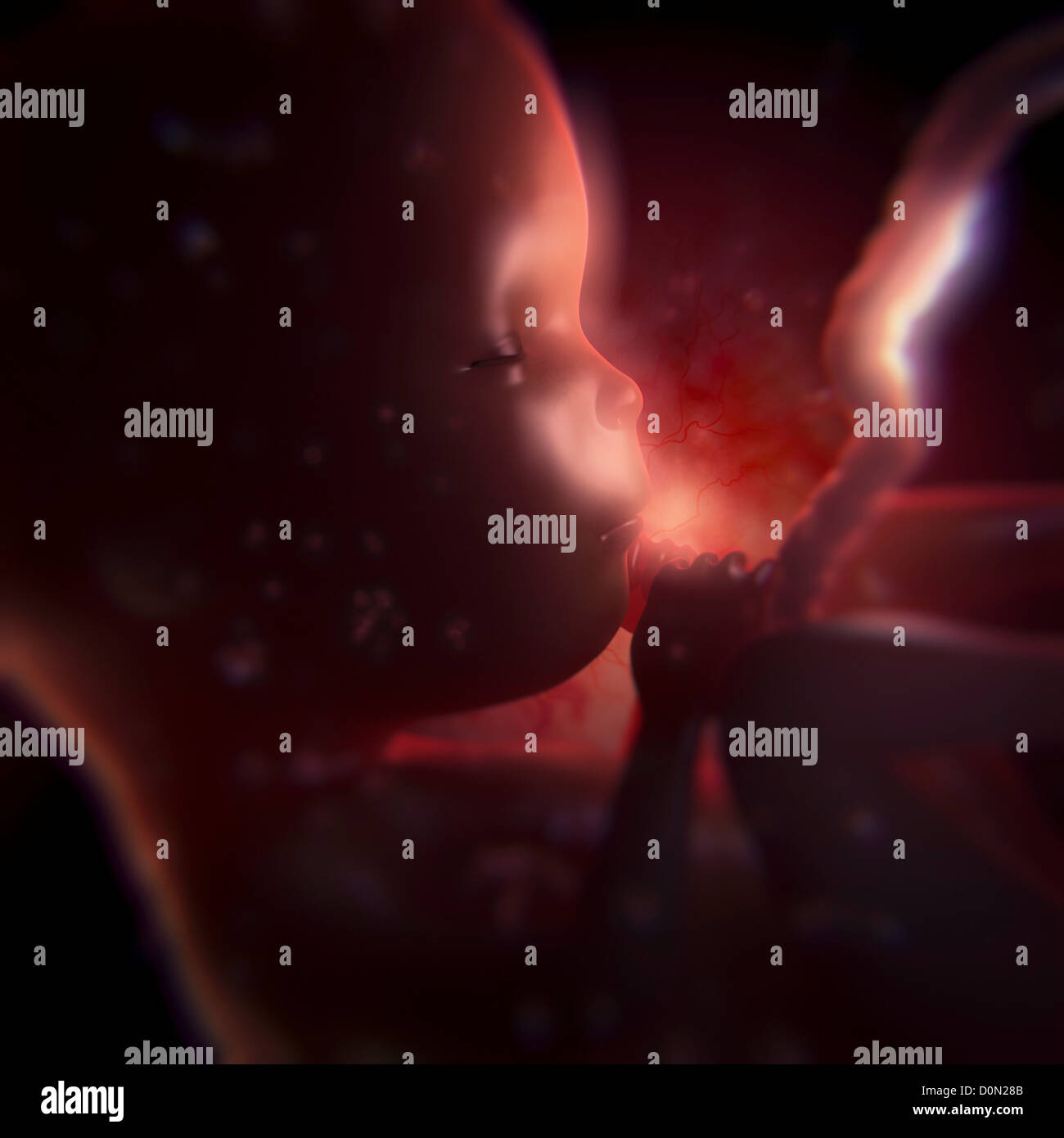 Fetal period hi-res stock photography and images - Alamy