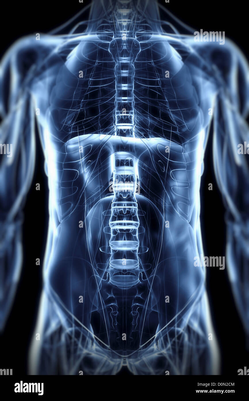 A transparent skin reveals the muscles and skeletal structures of the ...